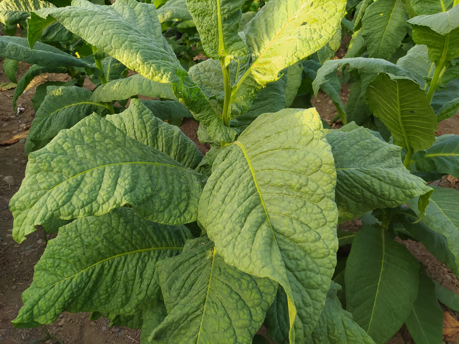 Budidaya dan Industri Hasil Tembakau Berpeluang Jadi Alat Pembangkit ...