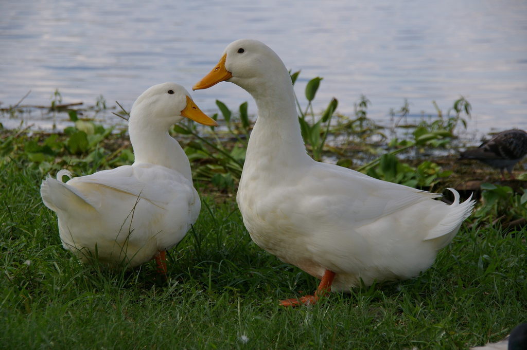 Bebek Peking, Kenali Unggas Ini dan Masakan Khasnya