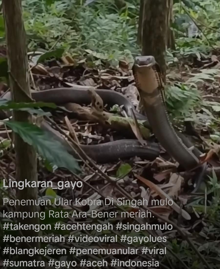 Penampakan 'Ular Berbisa Terpanjang di Dunia' di Hutan Bener Meriah